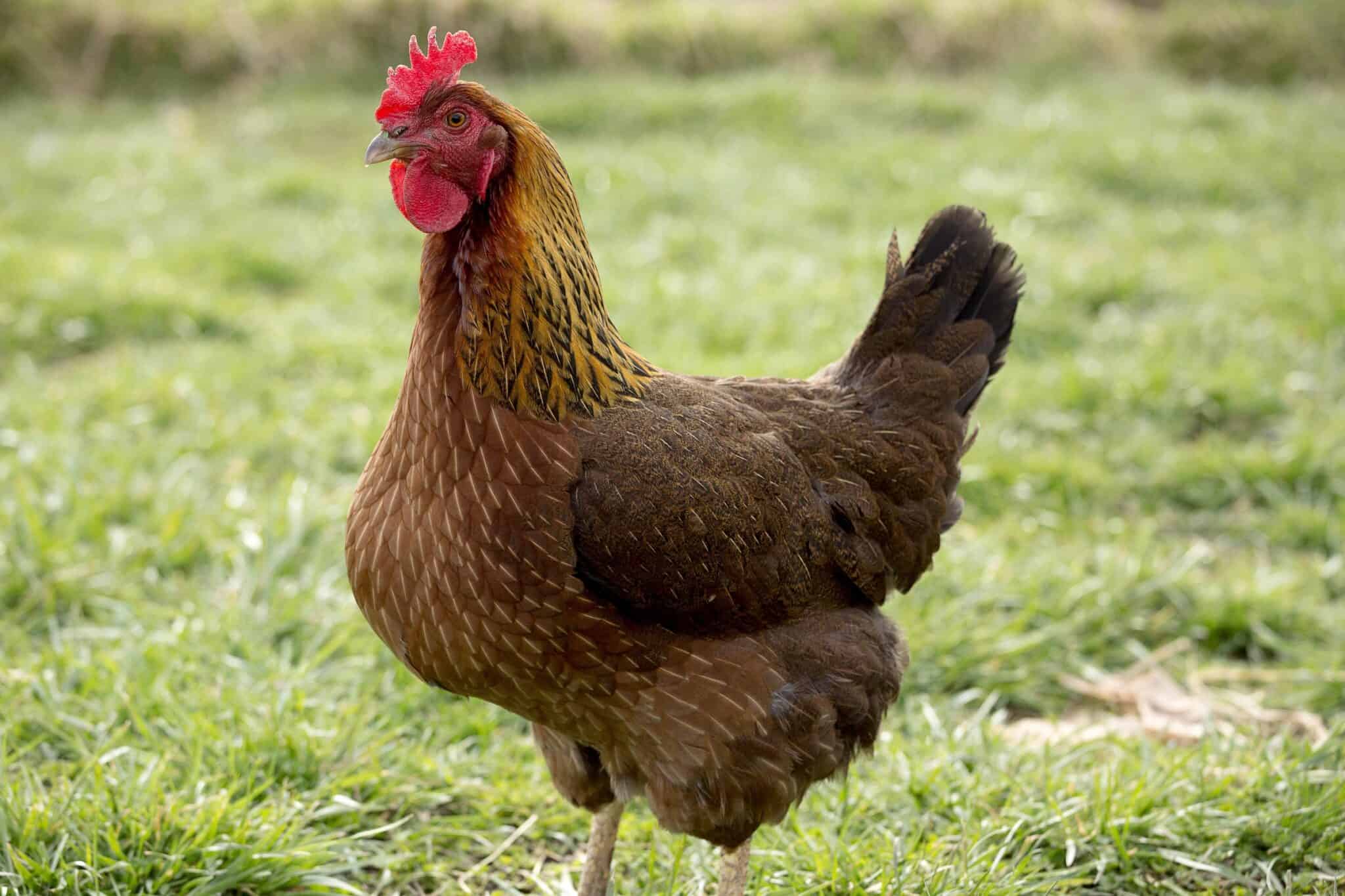 Top 20 Chickens That Lay Colored Eggs