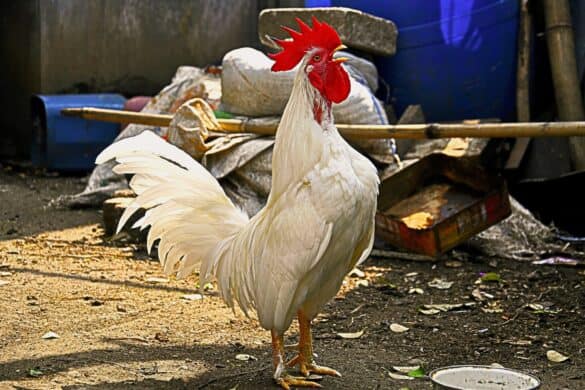 When Do Roosters Start Crowing Daily Chickens