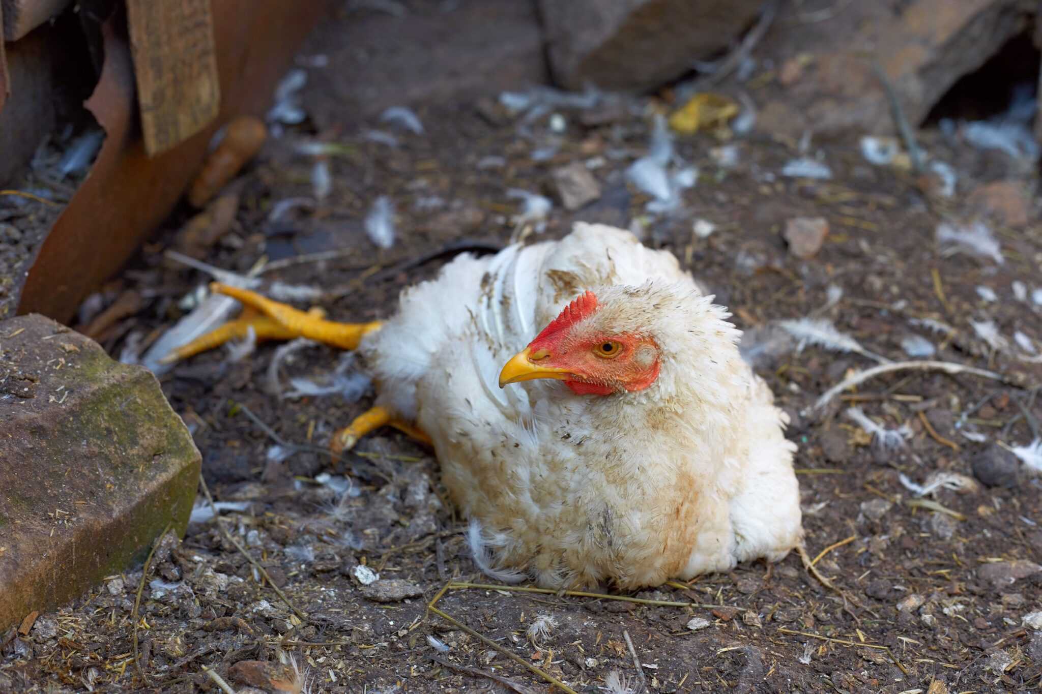 Sour Crop in Chickens: Causes, Treatment & Prevention