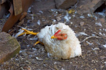 Sour Crop in Chickens: Causes, Treatment & Prevention