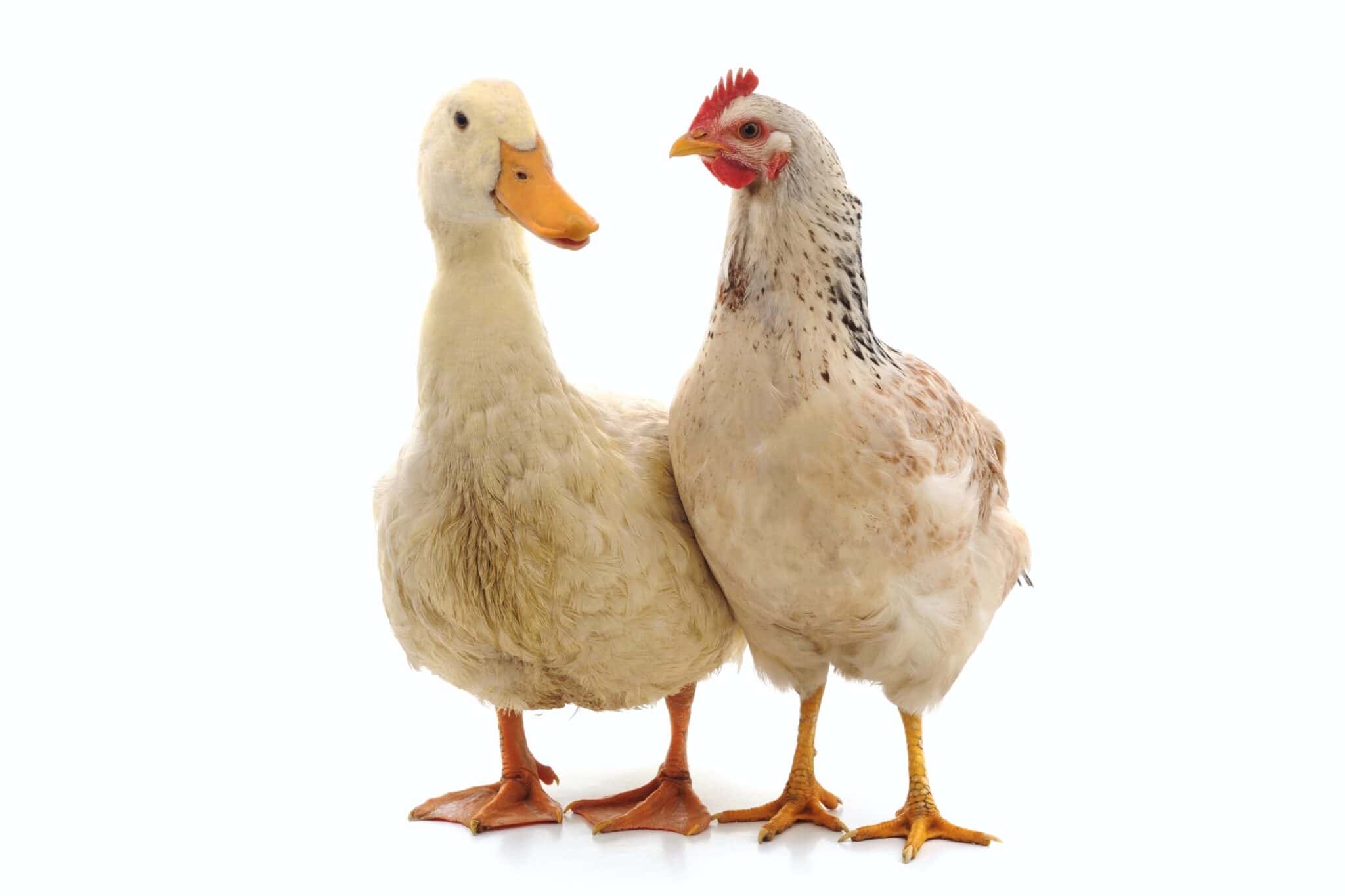 Can Chickens and Ducks Live Together? (Pros & Cons)