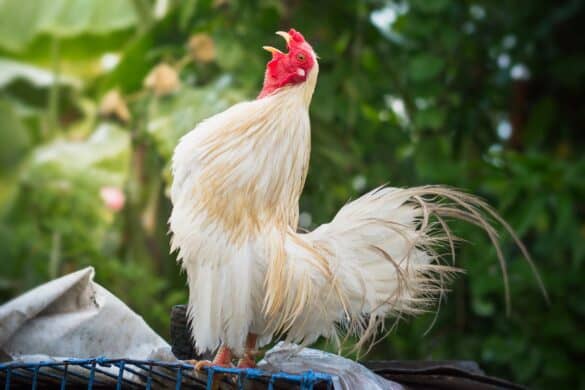 Rooster Spurs: Everything You Need to Know! - Daily Chickens