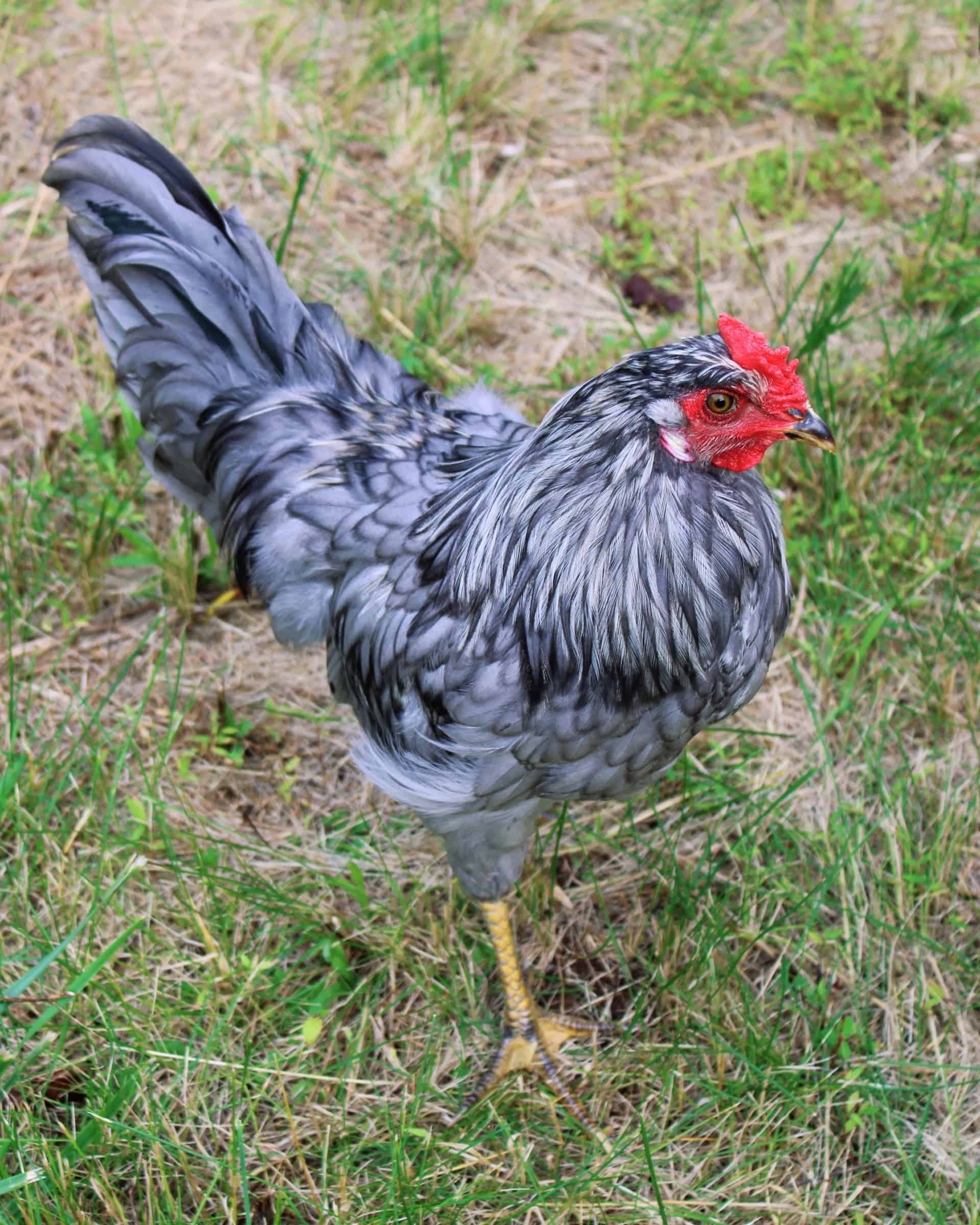 Top 20 Chickens That Lay Colored Eggs