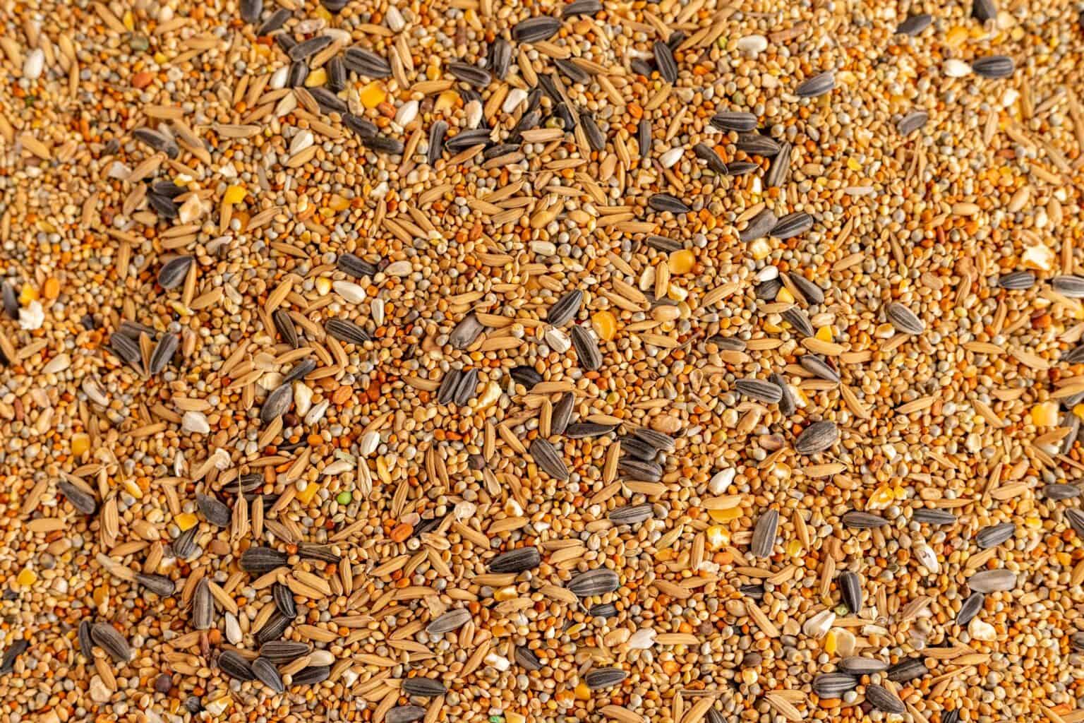 Can Chickens Eat Wild Bird Seed? (Pros & Cons Explained)
