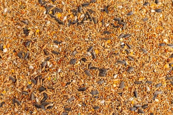 Can Chickens Eat Wild Bird Seed? (Pros & Cons Explained)