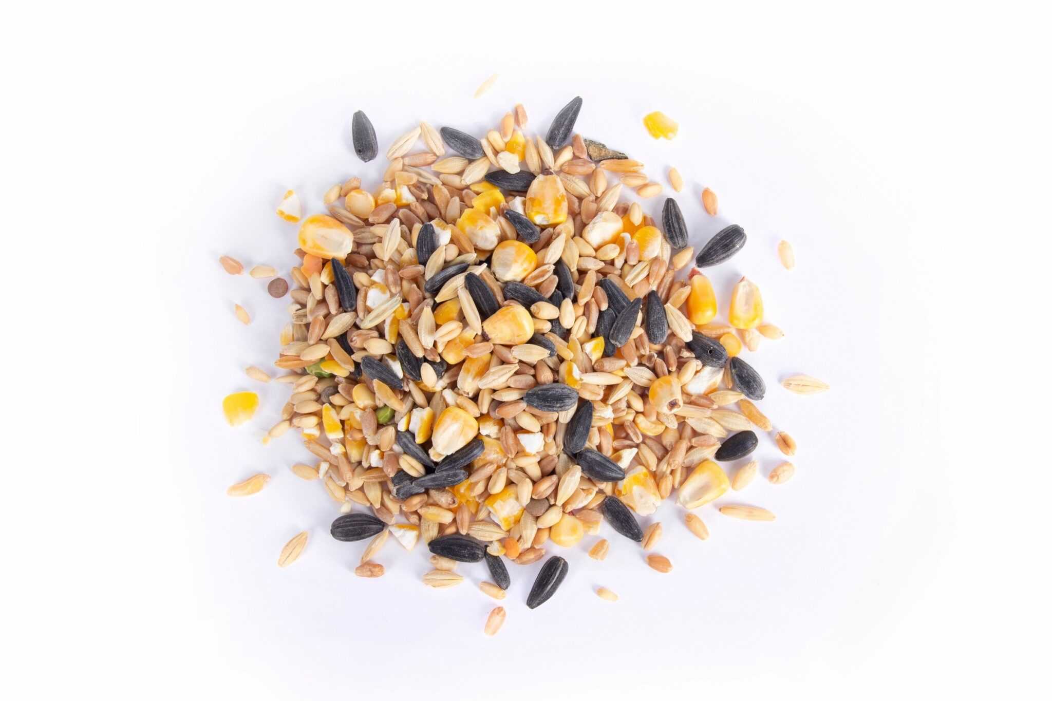 Can Chickens Eat Wild Bird Seed? (Pros & Cons Explained)