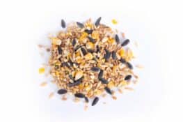 Can Chickens Eat Wild Bird Seed? (Pros & Cons Explained)