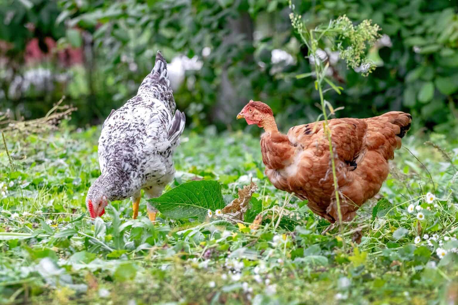 Naked Neck (Turken Chicken): Breed Profile & Pictures