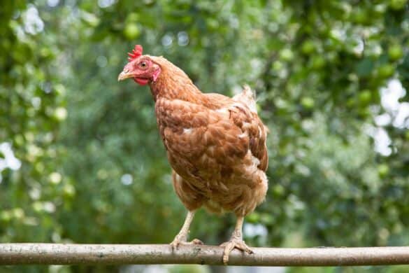 How to Build a Chicken Roost (12 Best Roost Ideas)