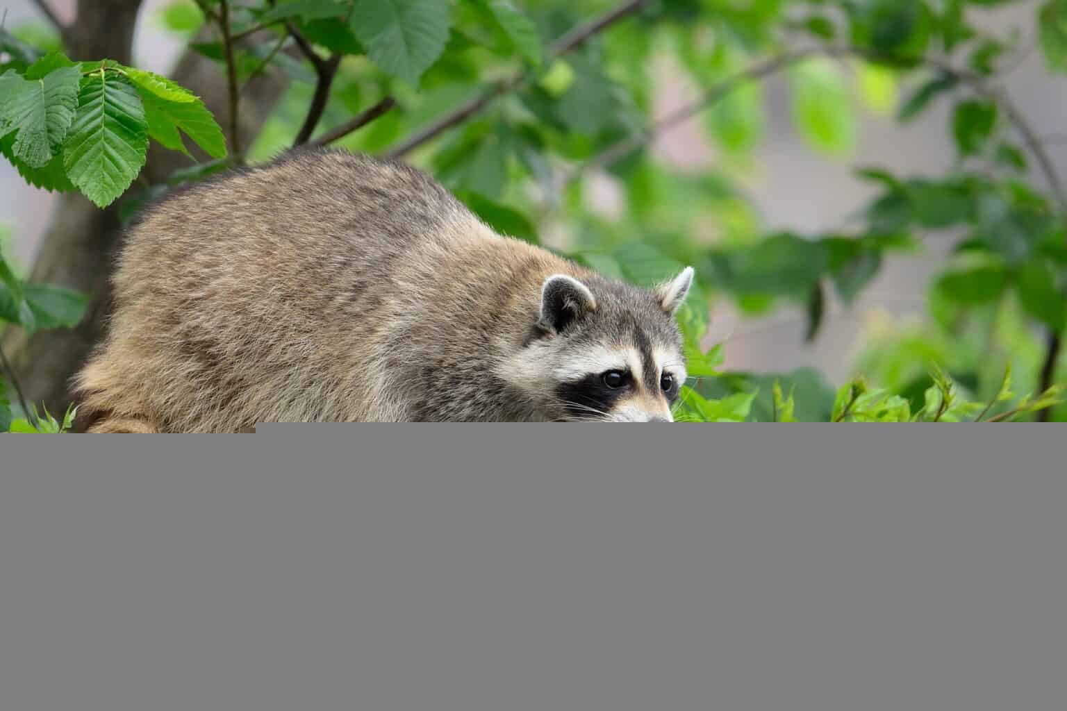Do Raccoons Eat Chickens? (Tips to Protect Your Chickens)