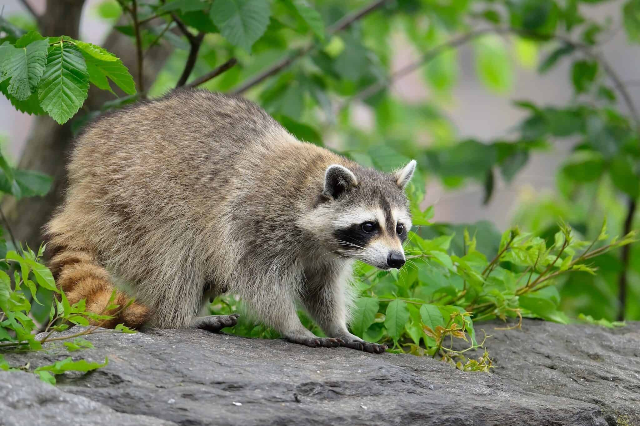 Do Raccoons Eat Chickens? (Tips to Protect Your Chickens)