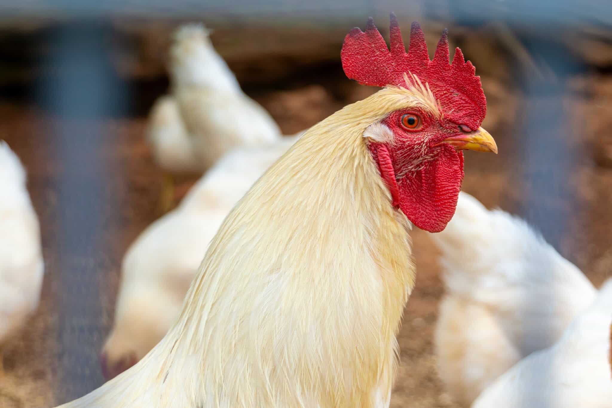 Amberlink Chicken: Breed Profile, Facts & Pictures