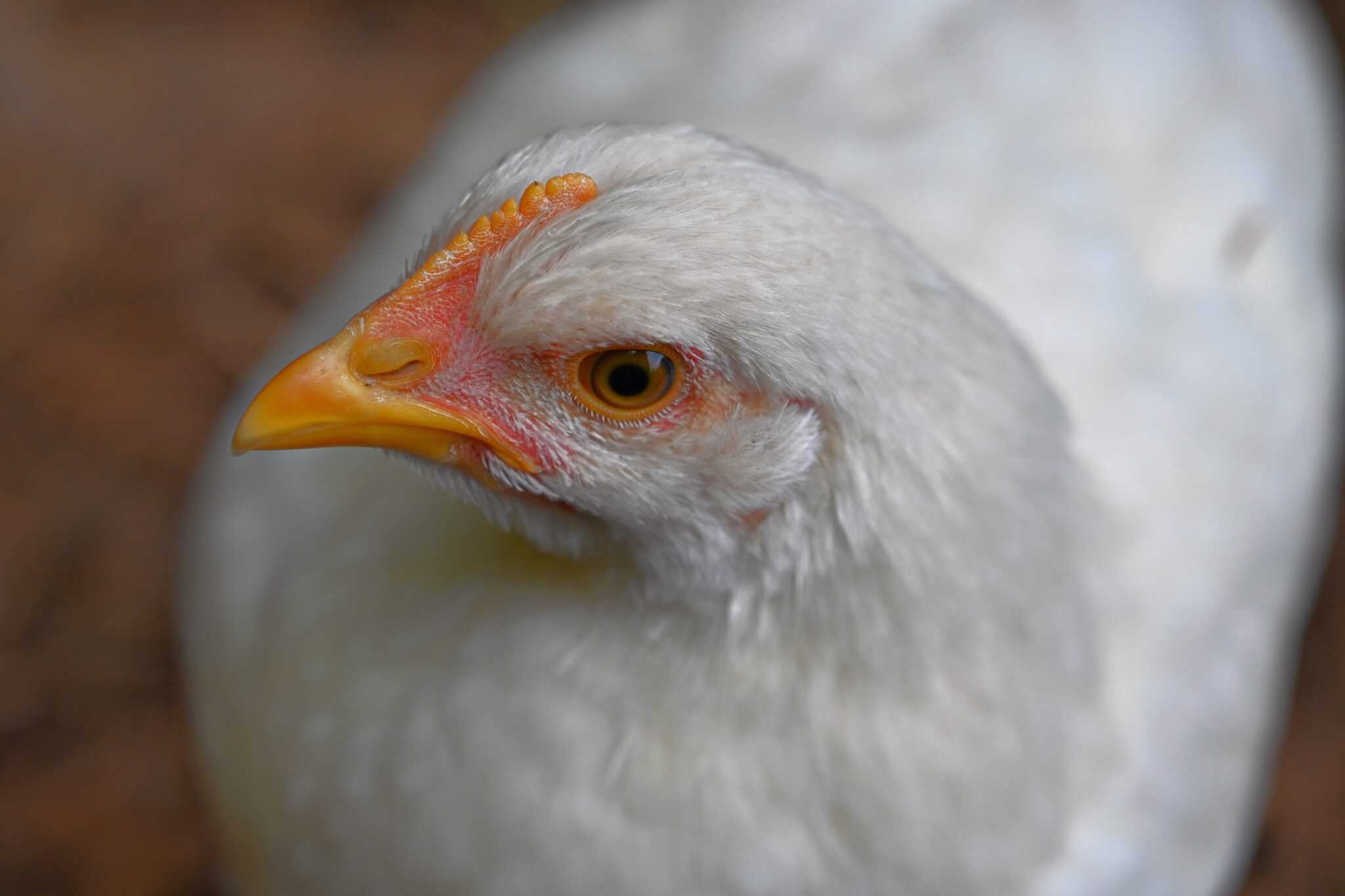 Amberlink Chicken: Breed Profile, Facts & Pictures