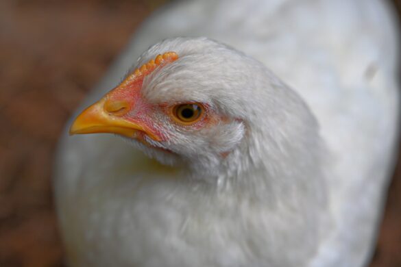 Amberlink Chicken: Breed Profile, Facts & Pictures
