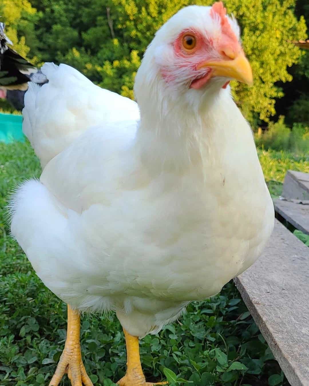 Amberlink Chicken: Breed Profile, Facts & Pictures