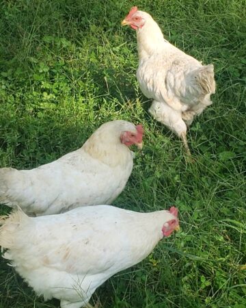 Amberlink Chicken: Breed Profile, Facts & Pictures