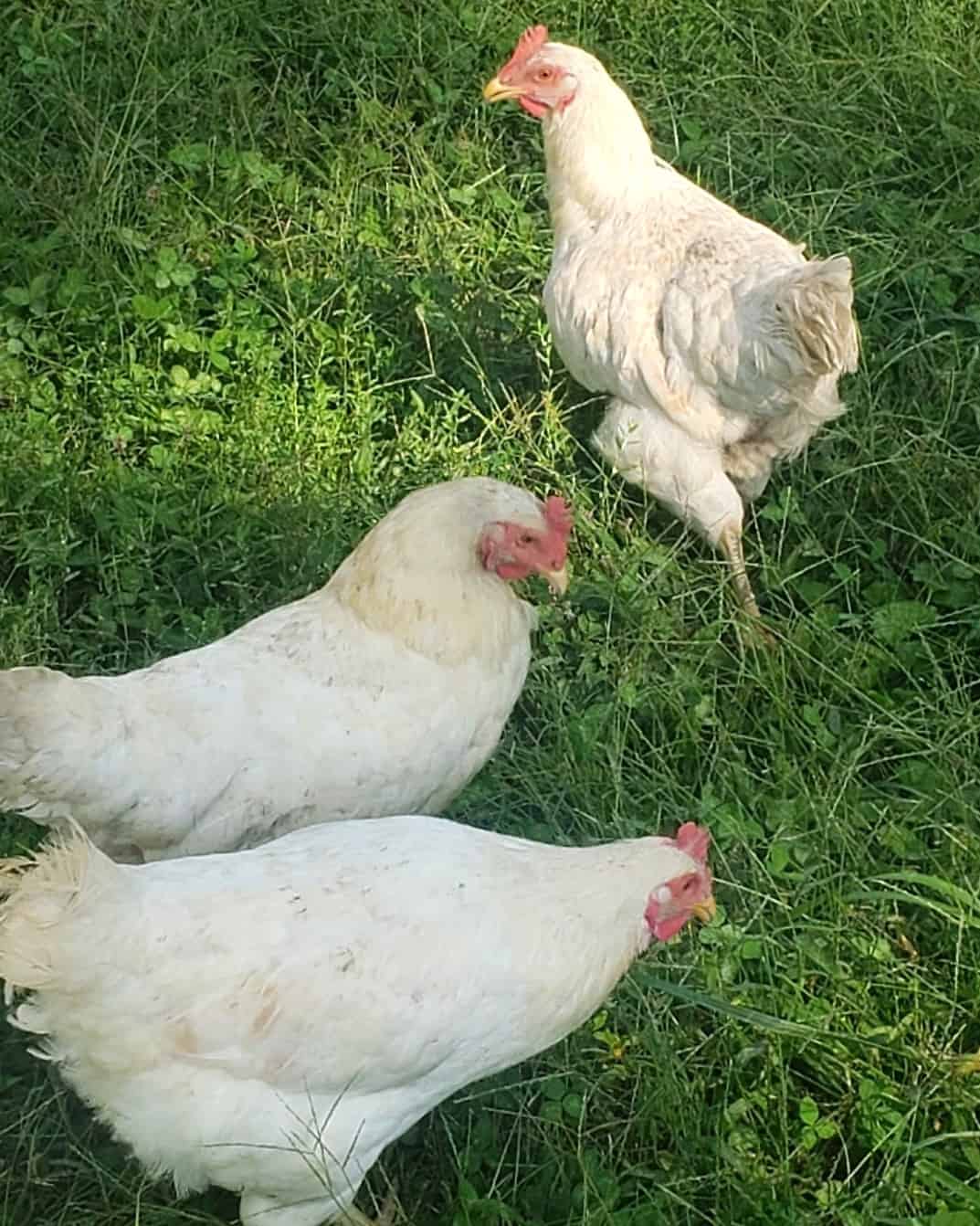 Amberlink Chicken Breed Profile Facts And Pictures