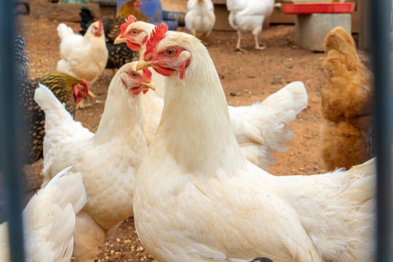 Amberlink Chicken: Breed Profile, Facts & Pictures