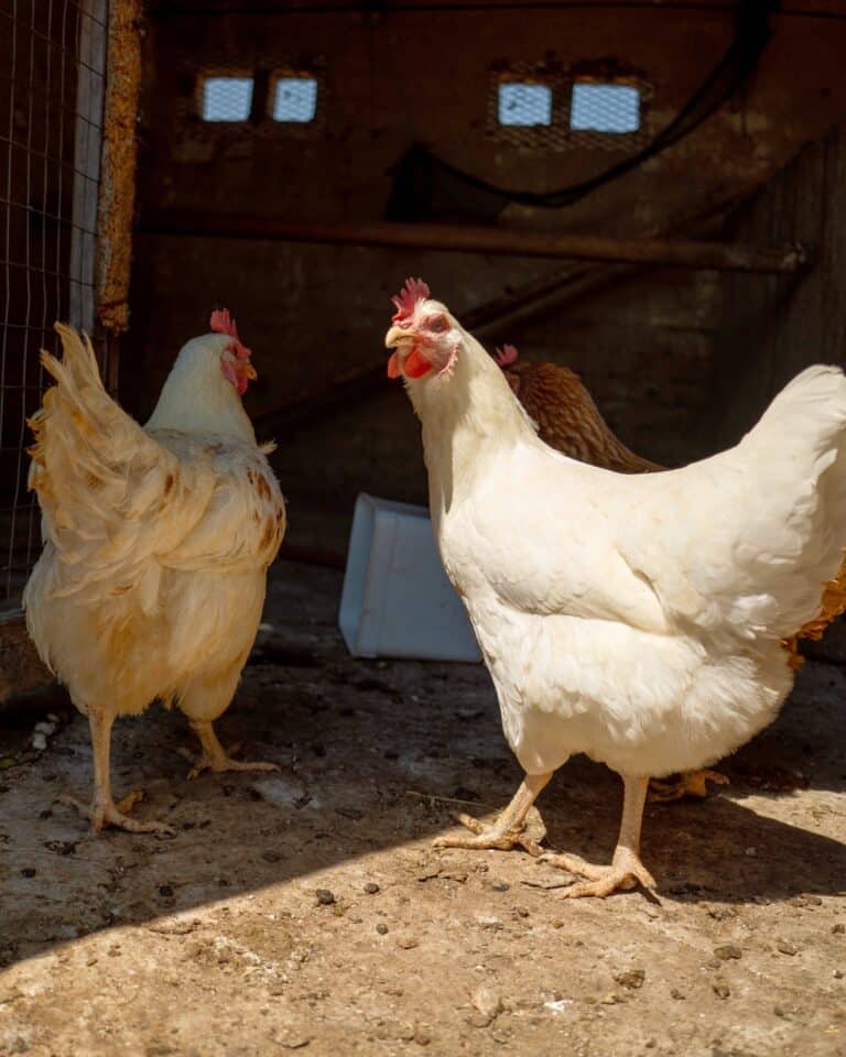Amberlink Chicken: Breed Profile, Facts & Pictures
