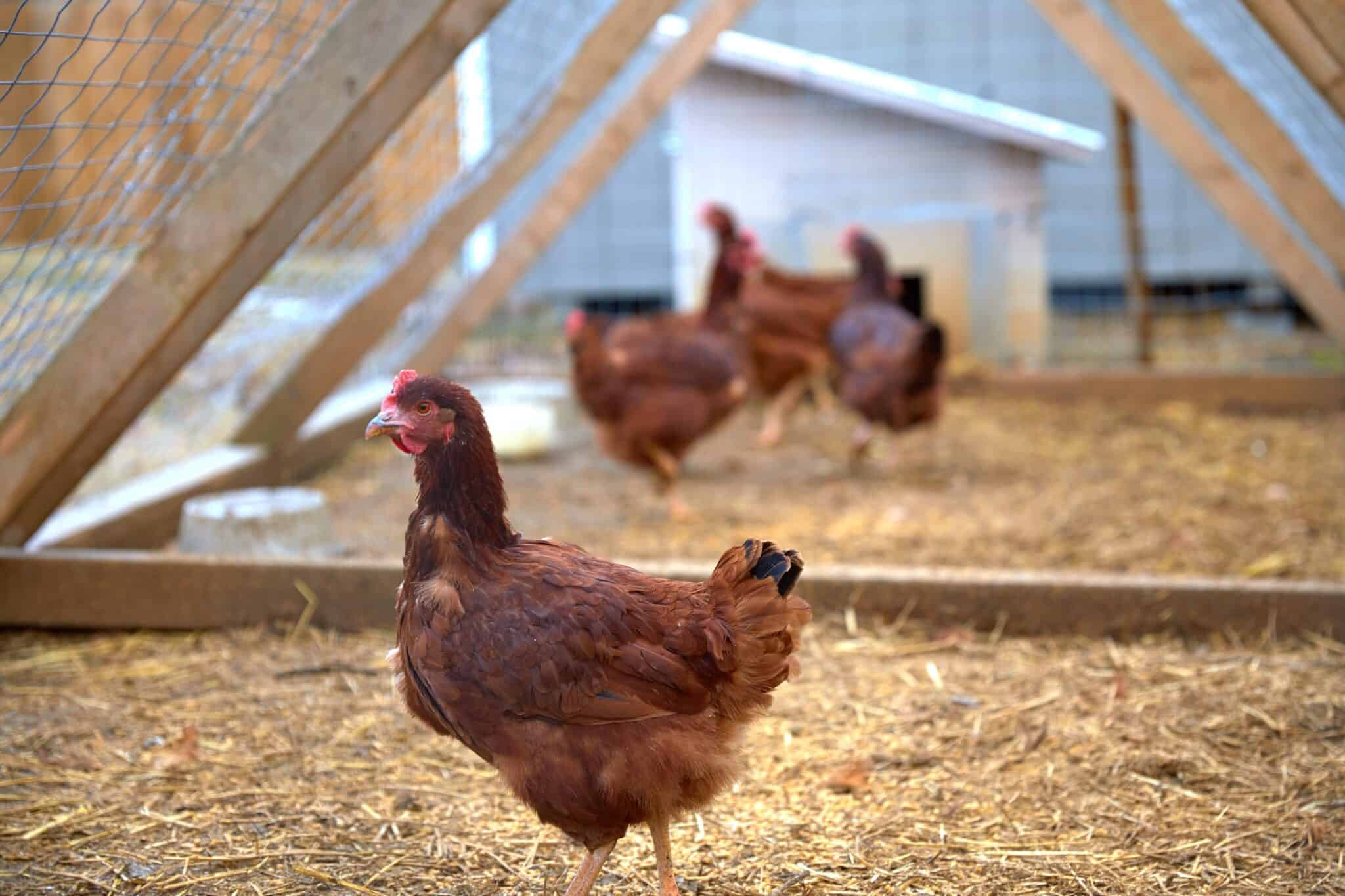 8 Best Bedding Options for Your Chicken Coop