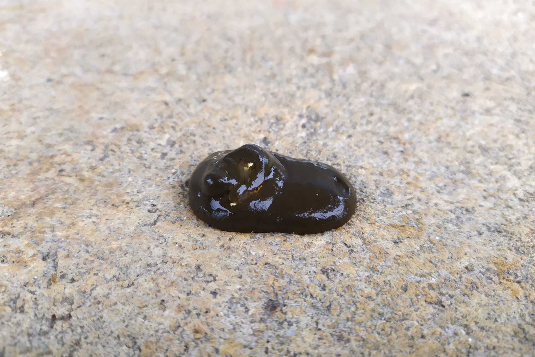 Black Chicken Poop: 6 Causes & What to Do