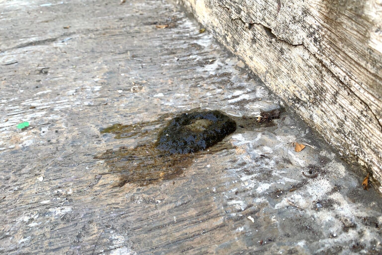 Black Chicken Poop: 6 Causes & What to Do