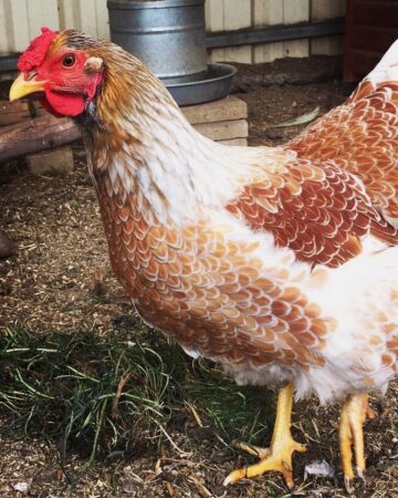 Blue Laced Gold Wyandotte: Breed Profile & Facts