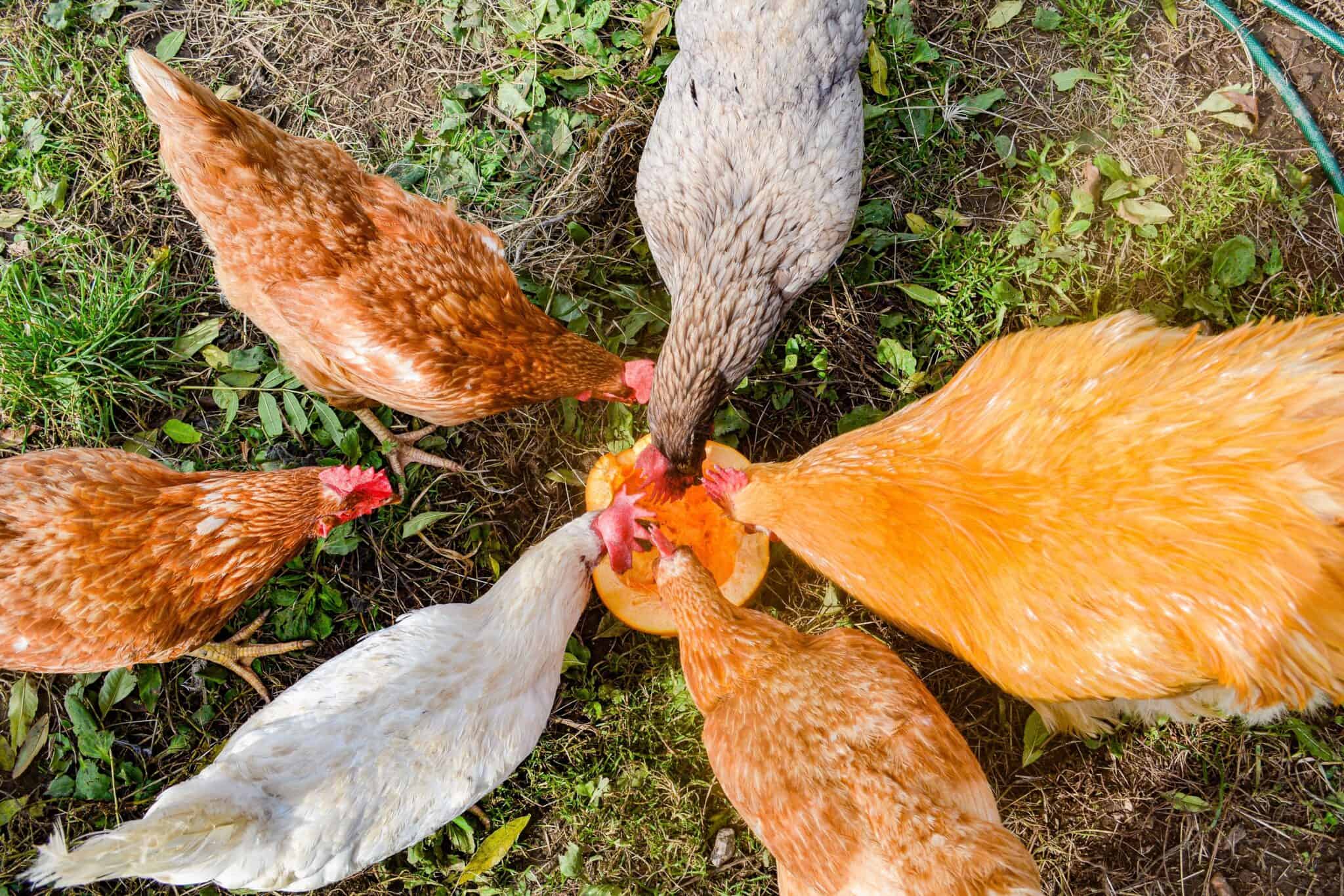 Can Chickens Eat Pumpkin Seeds? - Daily Chickens