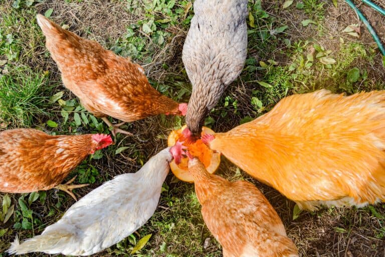 Can Chickens Eat Pumpkin Seeds? - Daily Chickens