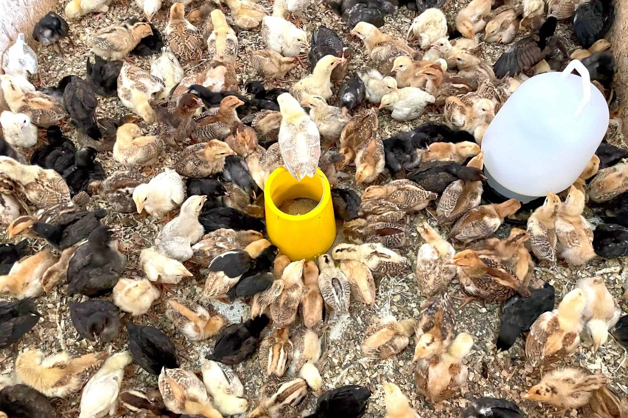 How Long Should You Feed Your Chicks Starter Feed?