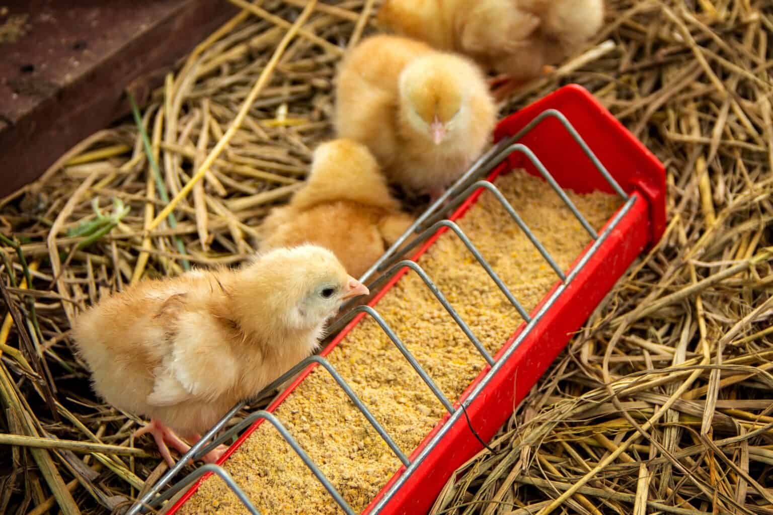 How Long Should You Feed Your Chicks Starter Feed?