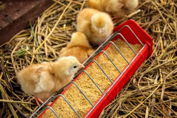 How Long Should You Feed Your Chicks Starter Feed?