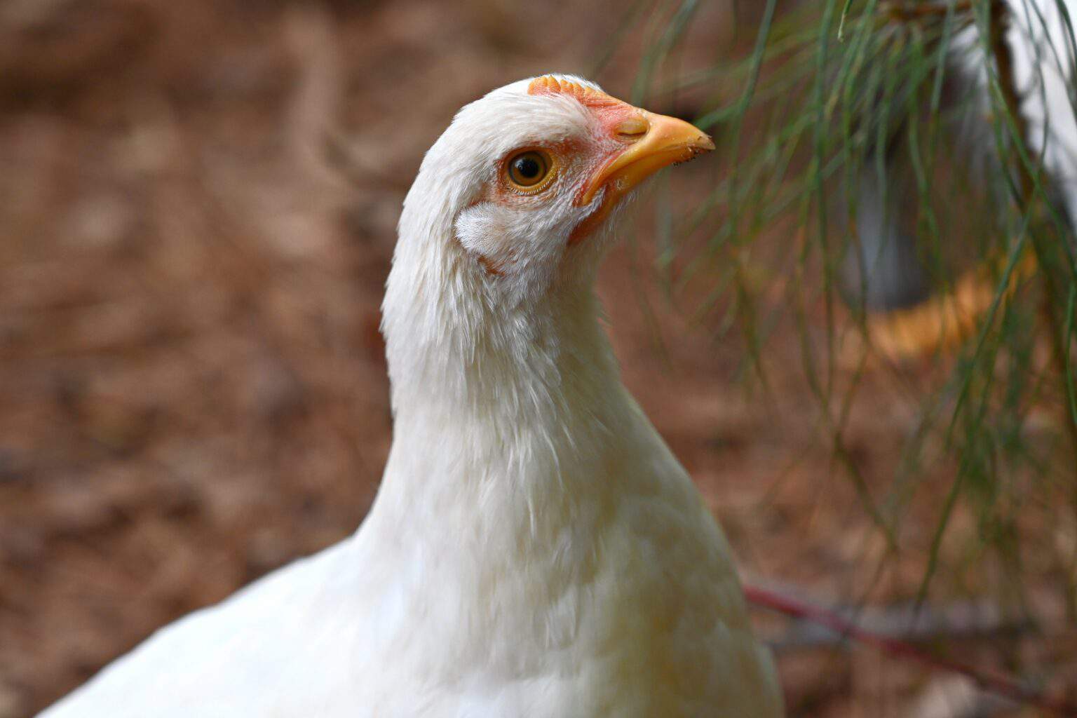Amberlink Chicken: Breed Profile, Facts & Pictures
