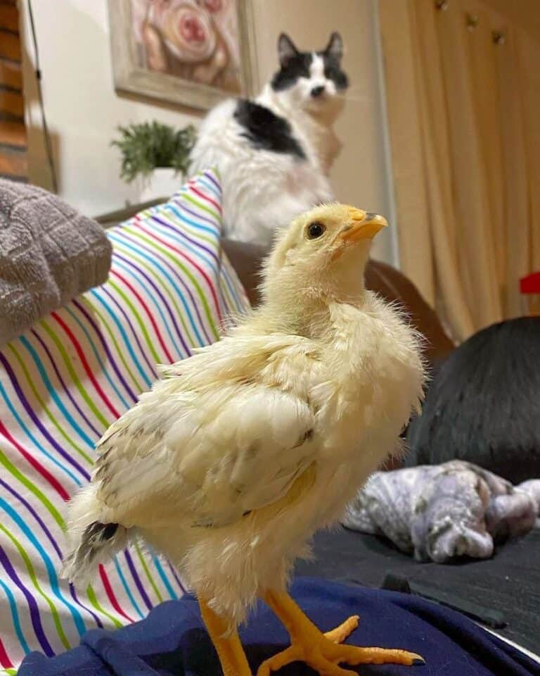 Columbian Rock Cross: Breed Profile, Facts & Pictures