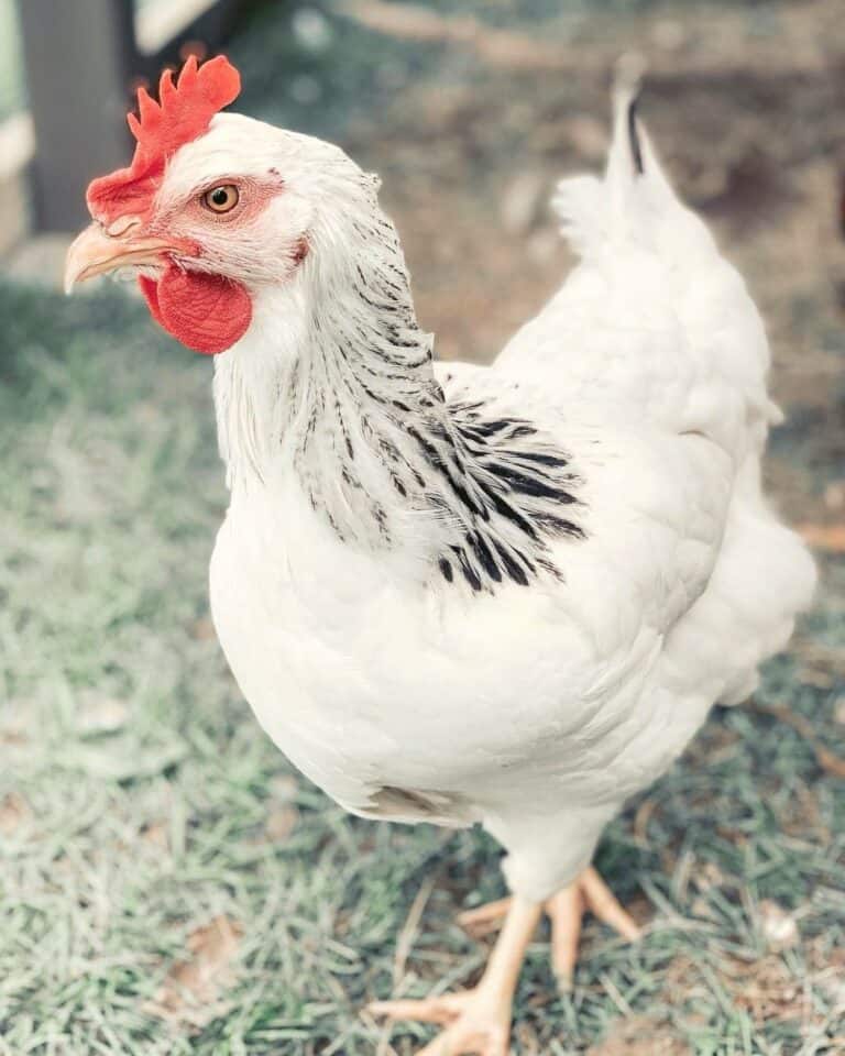 Columbian Rock Cross: Breed Profile, Facts & Pictures