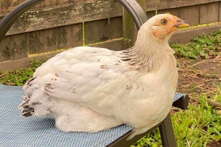 Columbian Rock Cross: Breed Profile, Facts & Pictures