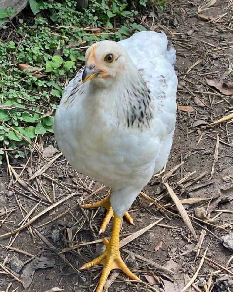 Columbian Rock Cross: Breed Profile, Facts & Pictures