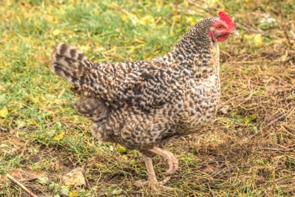 Dominique Chicken: Breed Profile, Facts & Pictures