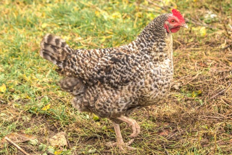 Dominique Chicken: Breed Profile, Facts & Pictures