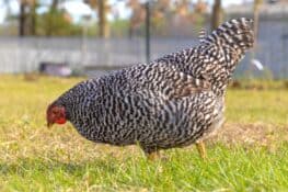 Dominique Chicken: Breed Profile, Facts & Pictures