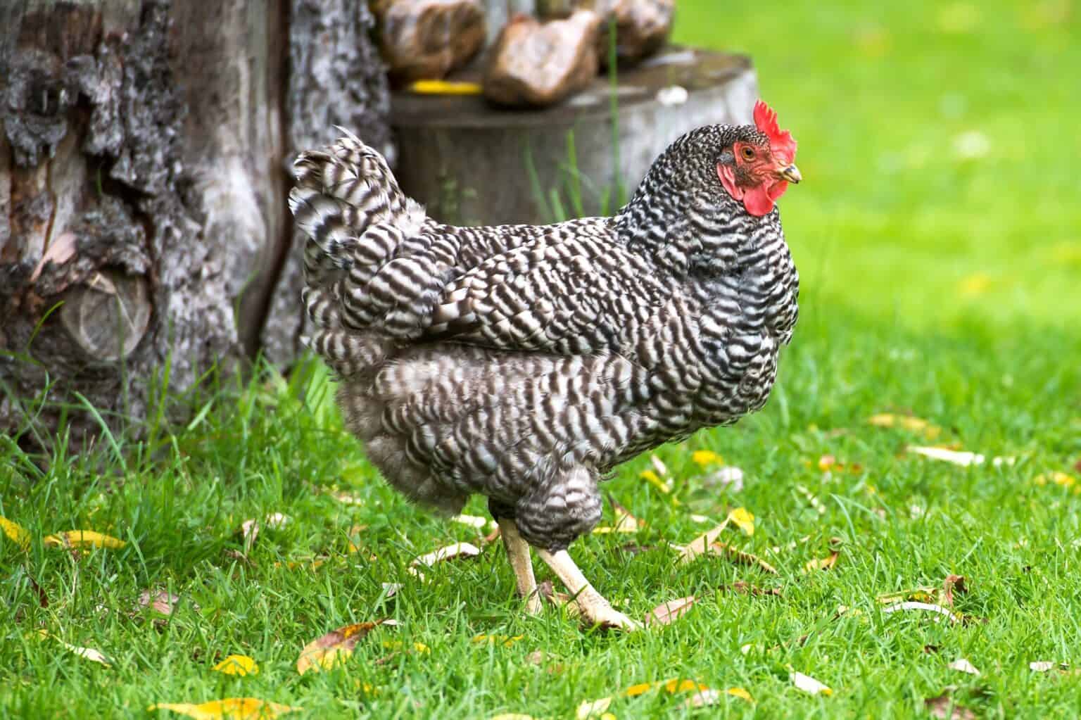 Dominique Chicken: Breed Profile, Facts & Pictures