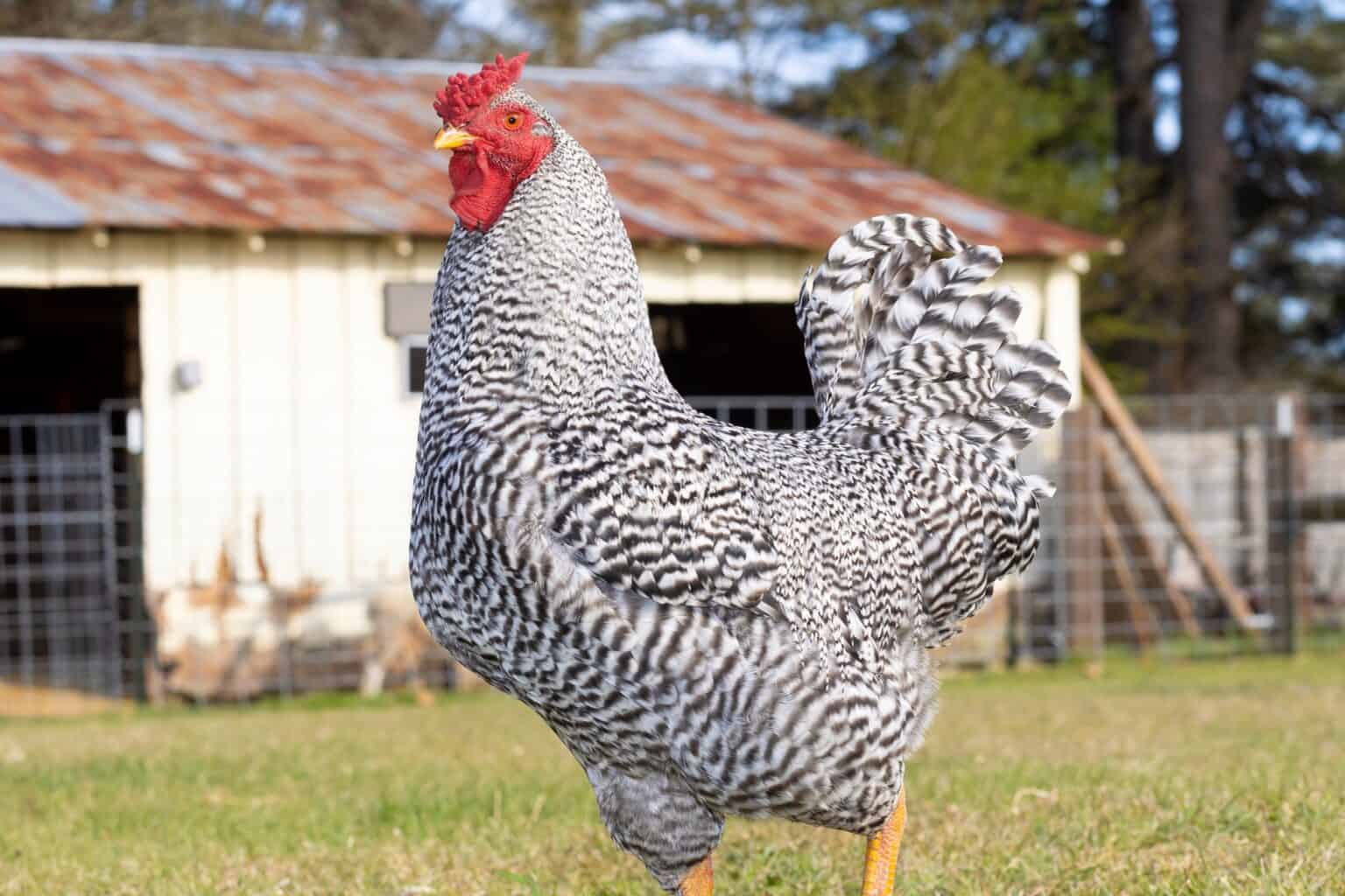 Dominique Chicken: Breed Profile, Facts & Pictures
