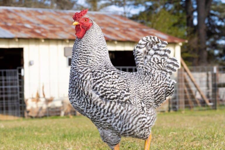 Dominique Chicken: Breed Profile, Facts & Pictures