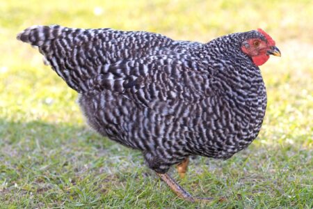 Dominique Chicken: Breed Profile, Facts & Pictures