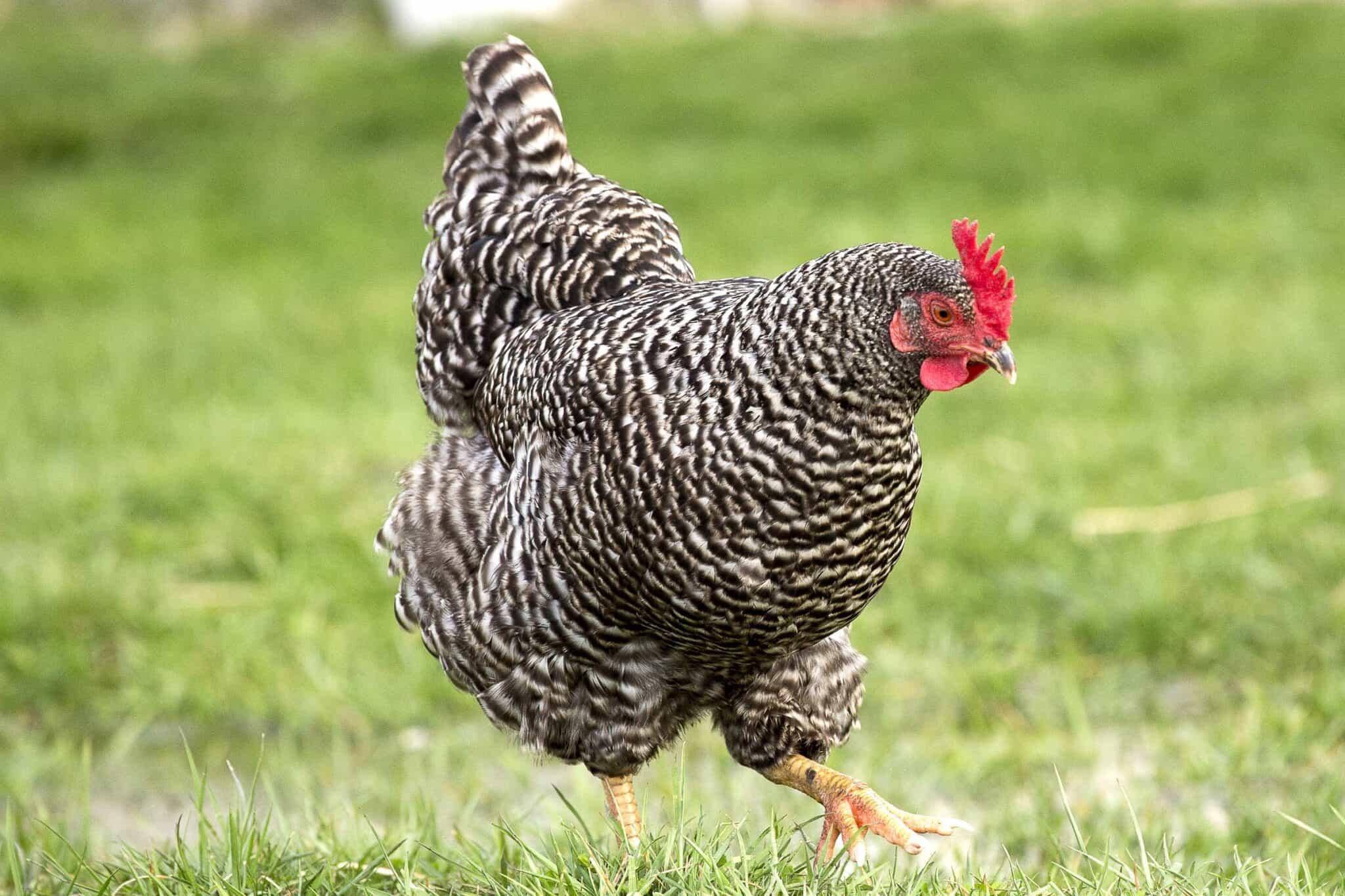 Dominique Chicken: Breed Profile, Facts & Pictures