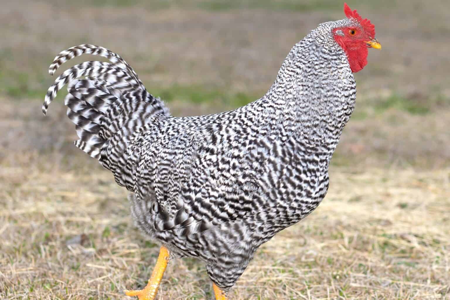 Dominique Chicken: Breed Profile, Facts & Pictures