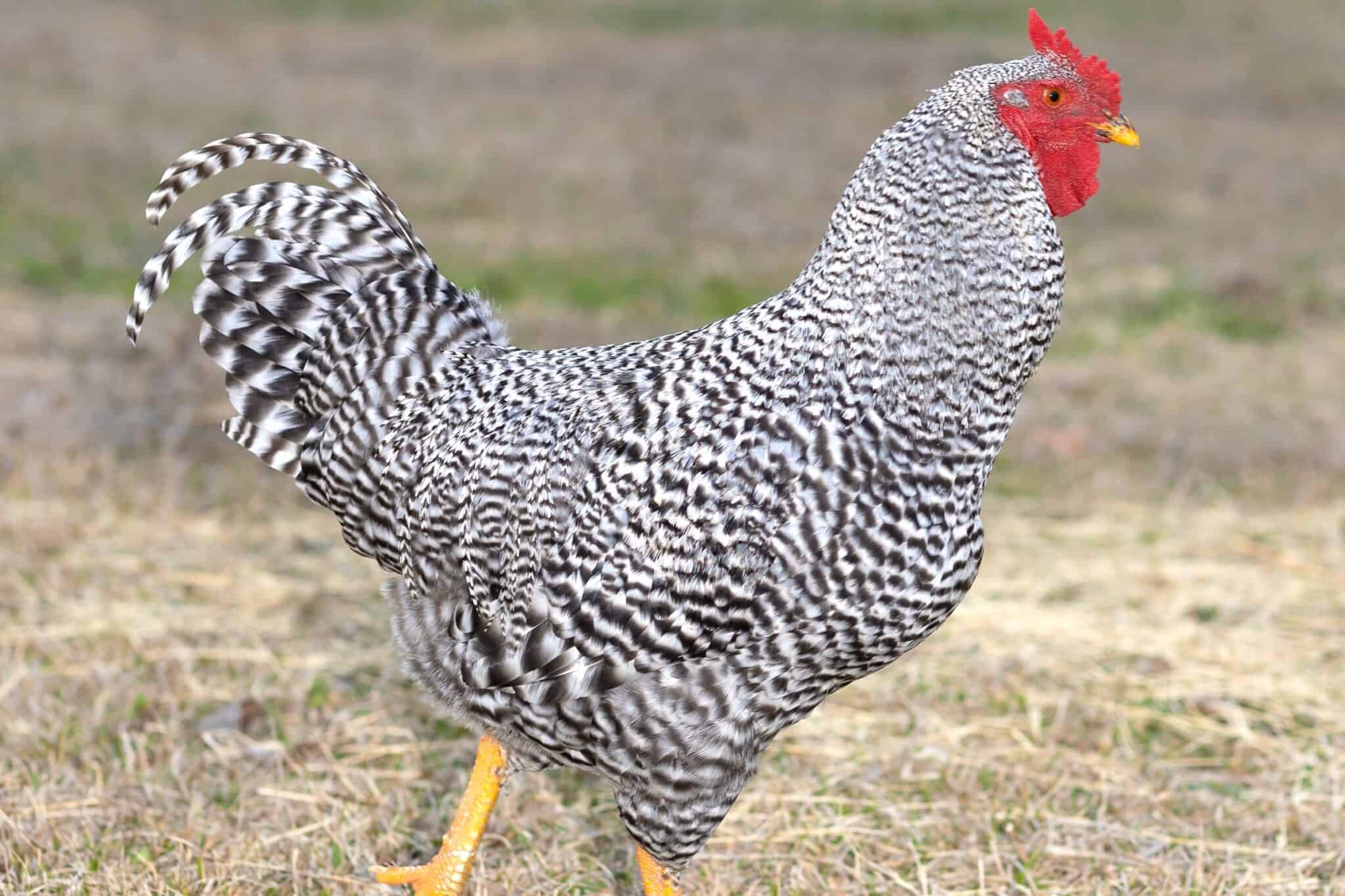 Dominique Chicken: Breed Profile, Facts & Pictures
