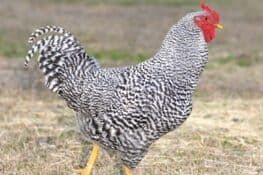 Dominique Chicken: Breed Profile, Facts & Pictures