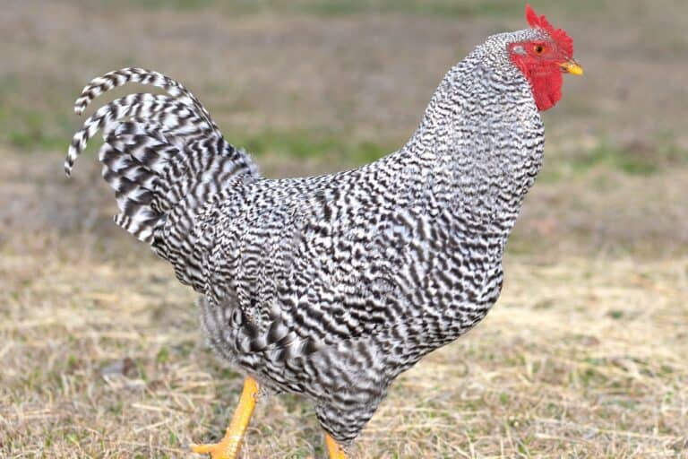 Dominique Chicken: Breed Profile, Facts & Pictures