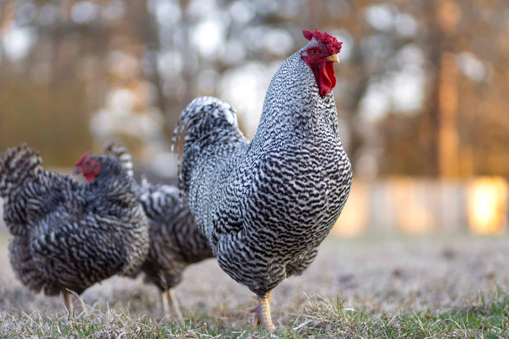 Dominique Chicken: Breed Profile, Facts & Pictures
